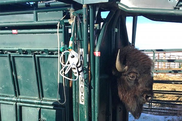 Hydraulic Bison Squeeze Chutes » Hi-Hog