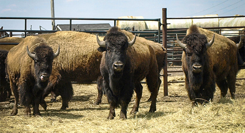 Bison Corral Design Service » Hi-Hog