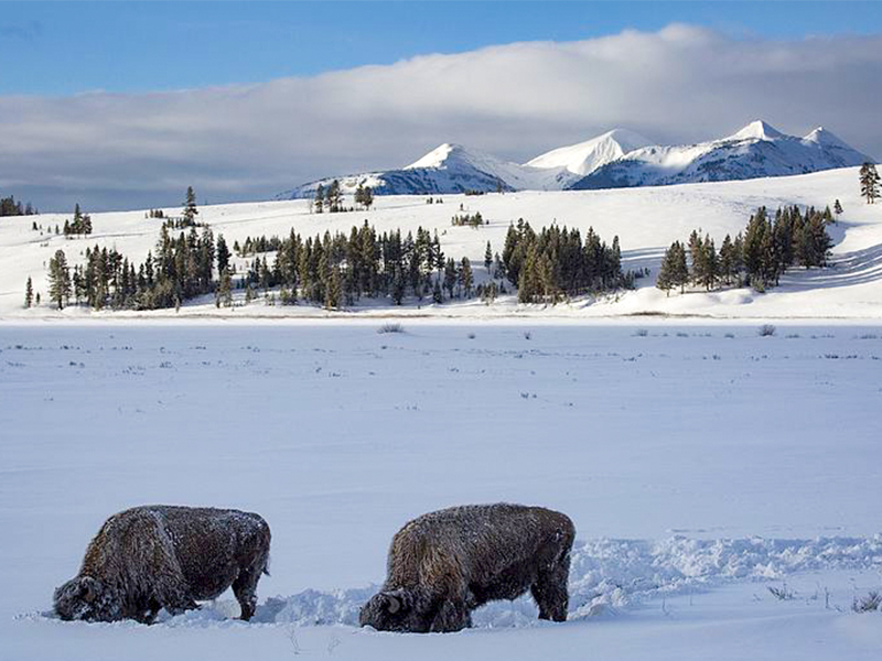 Introduction to Bison Behavior » Hi-Hog