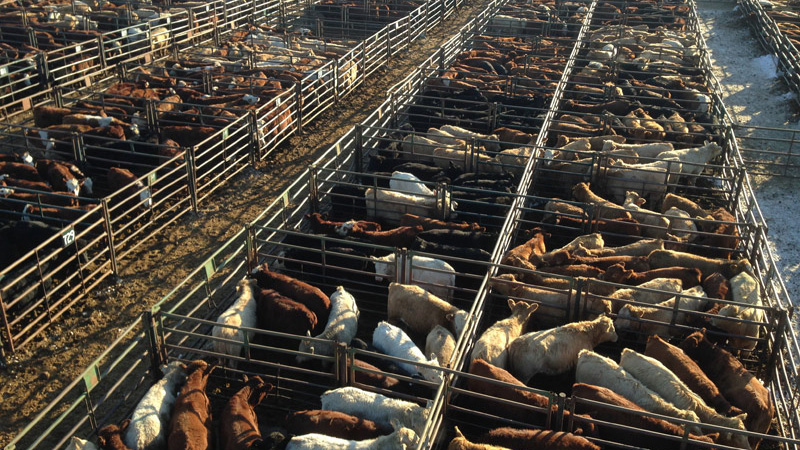 Livestock Auction Facility Design » Hi-Hog