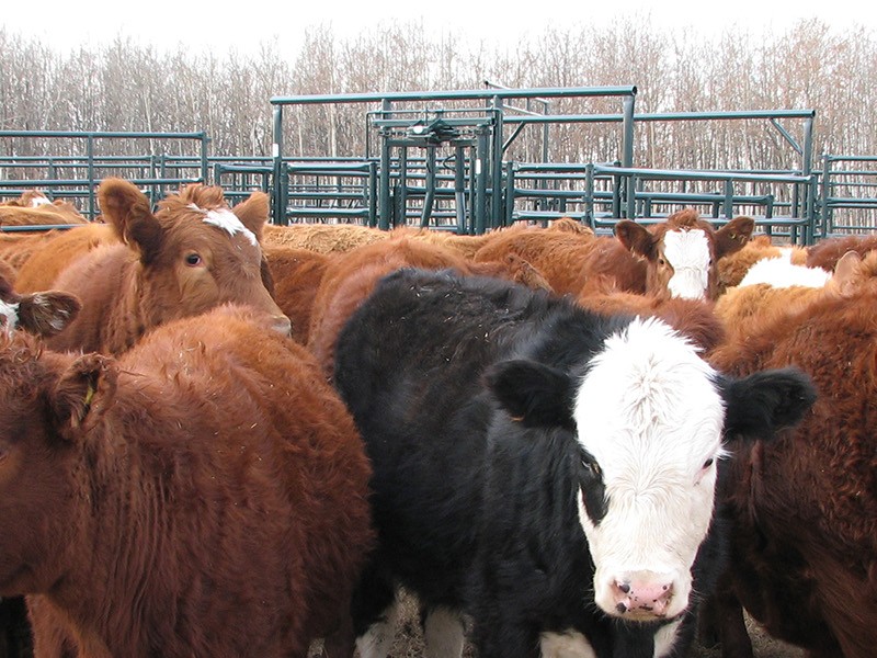 Hi-Hog Products » Hi-Hog