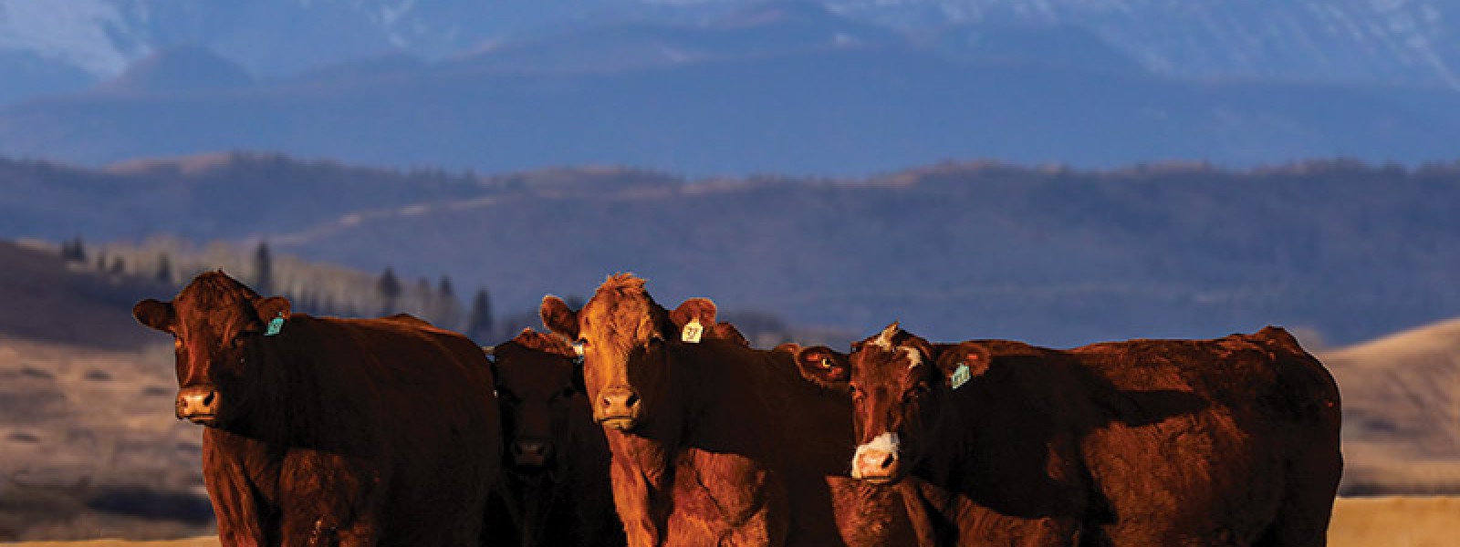 Hi-Hog Farm & Ranch Equipment » Hi-Hog